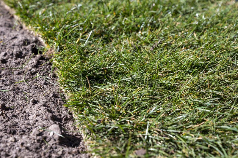 Making of Natural Green Lawn in Garden with Rolls of Green Grass ...
