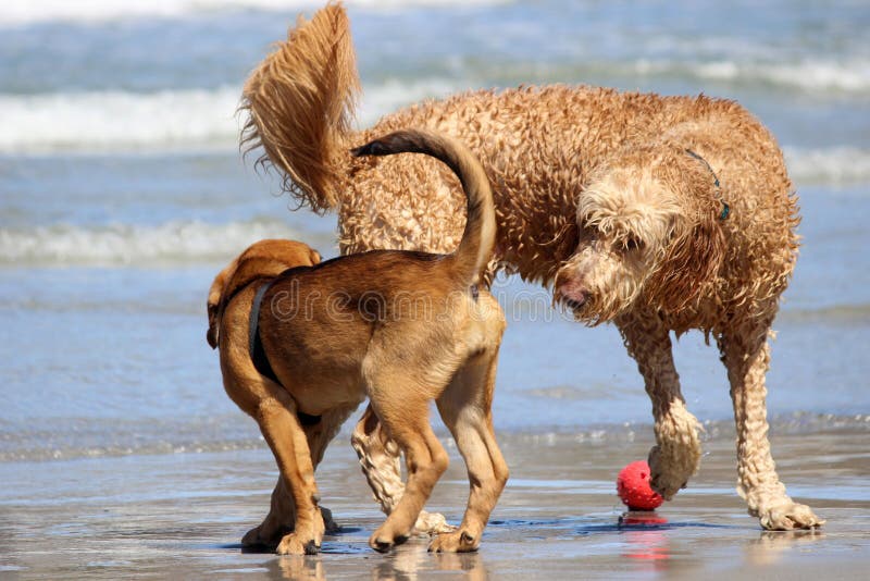 Making New Friends stock photo. Image of lively, activity - 70466666