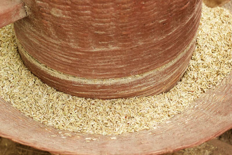 Making - paddy stock image. Image of flora, grass, farmland - 48741969