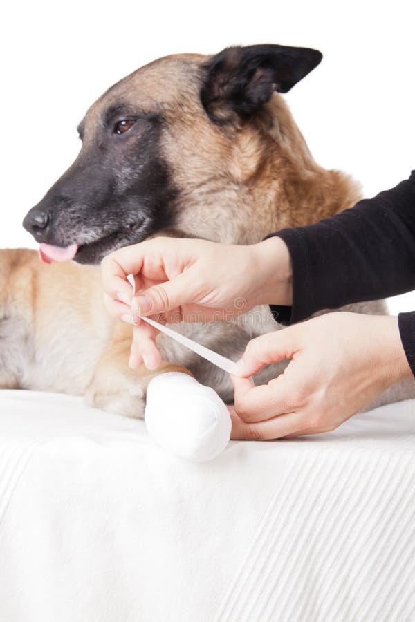 Making a Paw Bandage. First Aid on a Dog Stock Photo - Image of ...