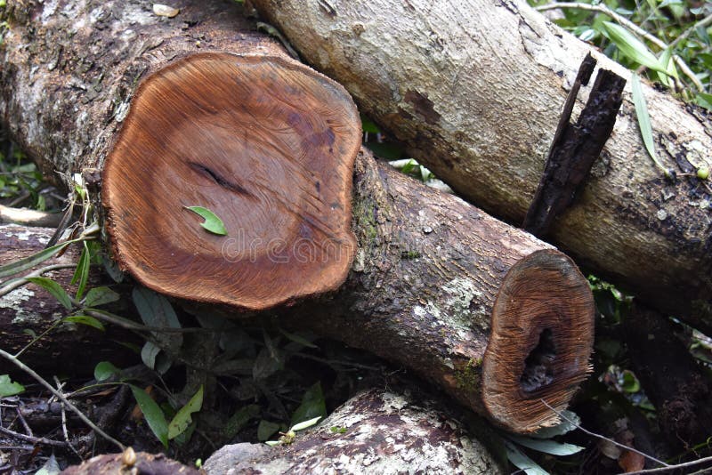 Making planks stock photo. Image of cutting, building - 209719182