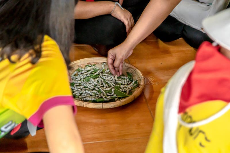 343 Silk Boiling Stock Photos - Free & Royalty-Free Stock Photos from ...