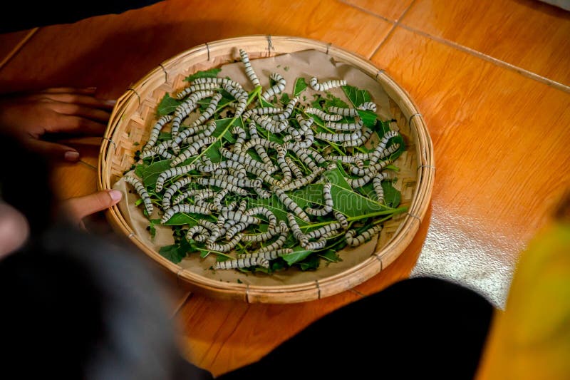 343 Silk Boiling Stock Photos - Free & Royalty-Free Stock Photos from ...