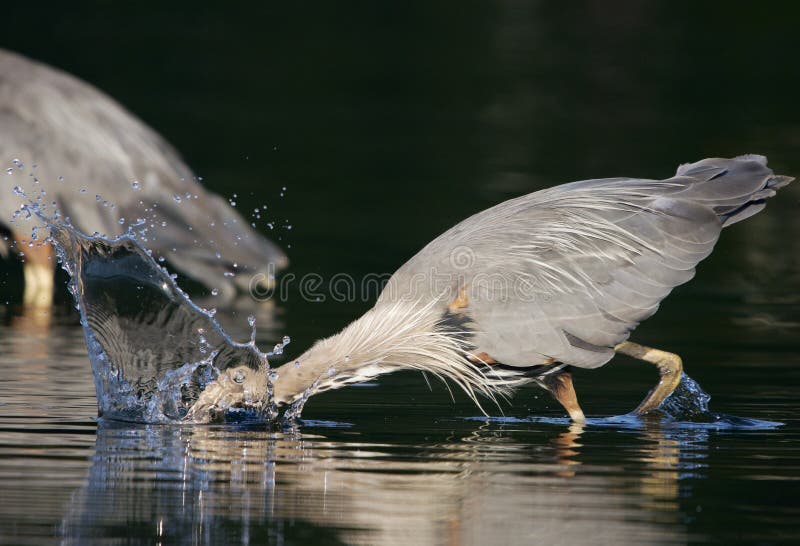 Lunging Island Russia Stock Photos - Free & Royalty-Free Stock Photos ...