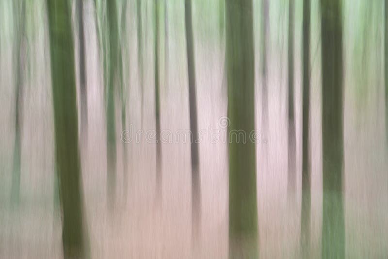 Trees in the Forest Photographed with a Vertical Camera Movement Stock ...