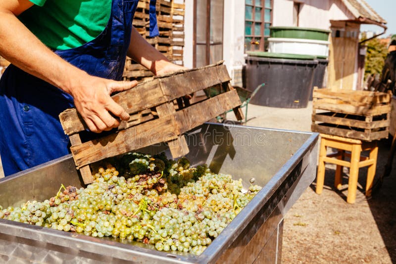 Making Wine stock image. Image of bunch, rural, moscato - 73343817