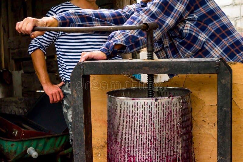 Making wine at home stock photo. Image of picking, grape - 161628460