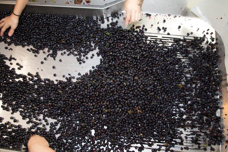 Grape Sorting Machine Stock Photos - Free & Royalty-Free Stock Photos ...