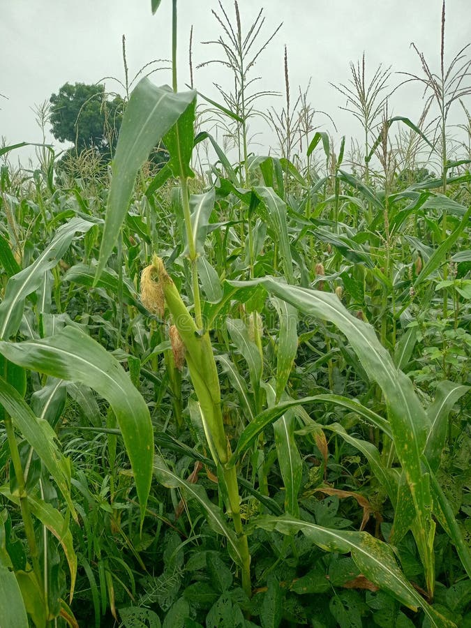 Acche Stock Photos - Free & Royalty-Free Stock Photos from Dreamstime