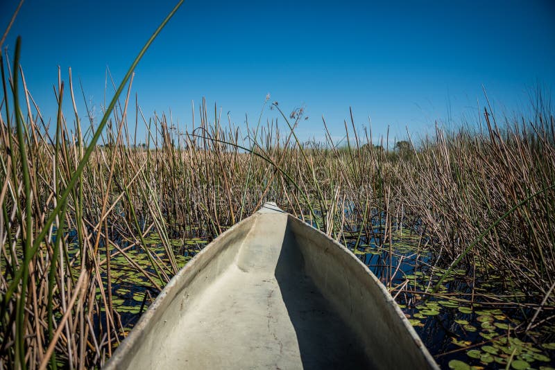 Makoro Canoes Delta Botswana De Okavango Imagem de Stock - Imagem de ...