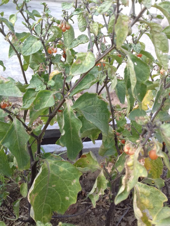 Makoy plants stock image. Image of effective, makoy - 147811535