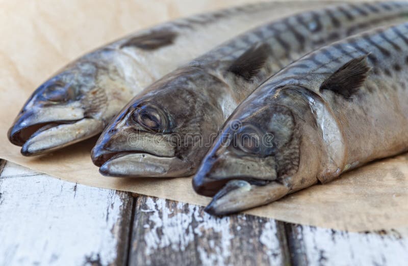 Makrelen-Fische stockbild. Bild von frische, meeresfrüchte - 33984643