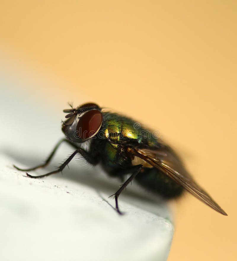 Makro av flugan fotografering för bildbyråer. Bild av stänga - 50273925