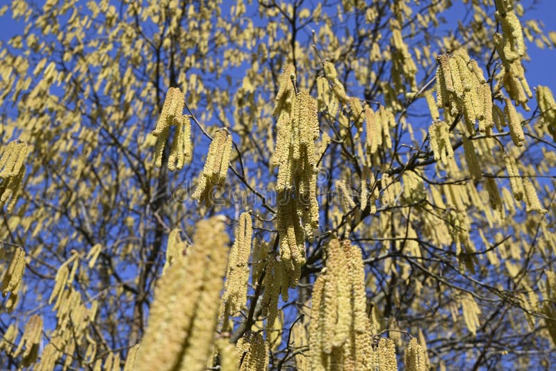 Makro of Blooming Hazelnut Tree Stock Image - Image of closeup, beauty ...