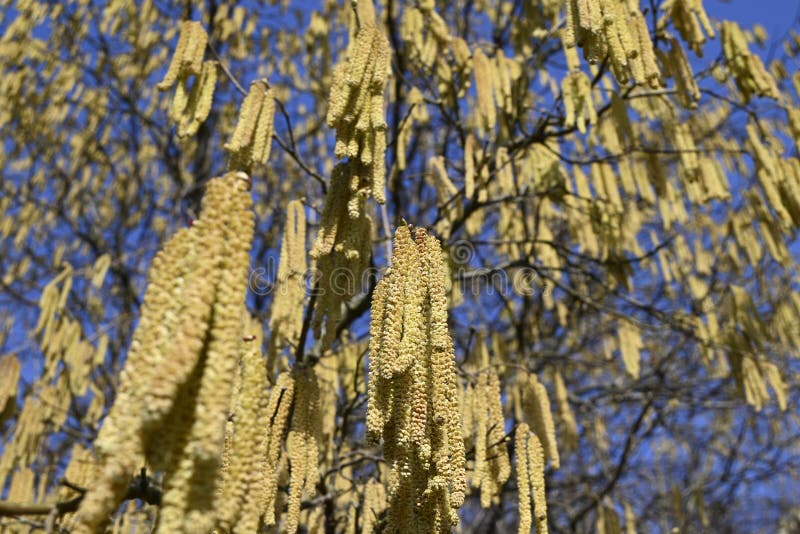 Makro of Blooming Hazelnut Tree Stock Image - Image of beauty, allergy ...