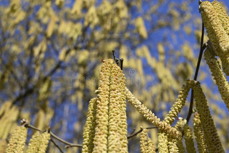 Makro of Blooming Hazelnut Tree Stock Photo - Image of growing, corylus ...