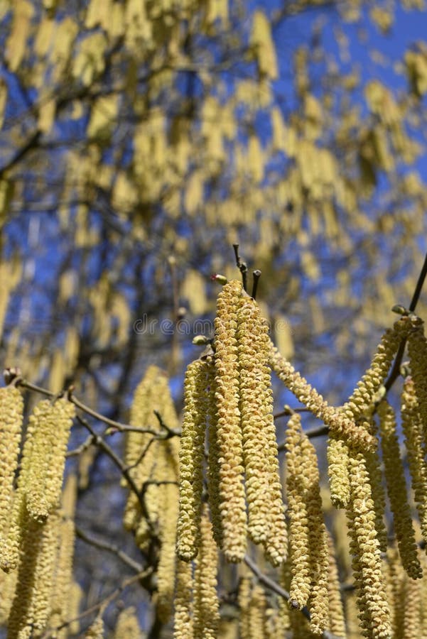 Makro of Blooming Hazelnut Tree Stock Photo - Image of natural, growing ...