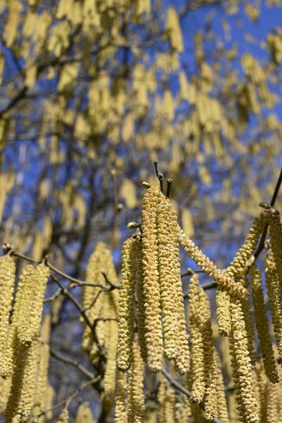 Makro of Blooming Hazelnut Tree Stock Photo - Image of natural, growing ...