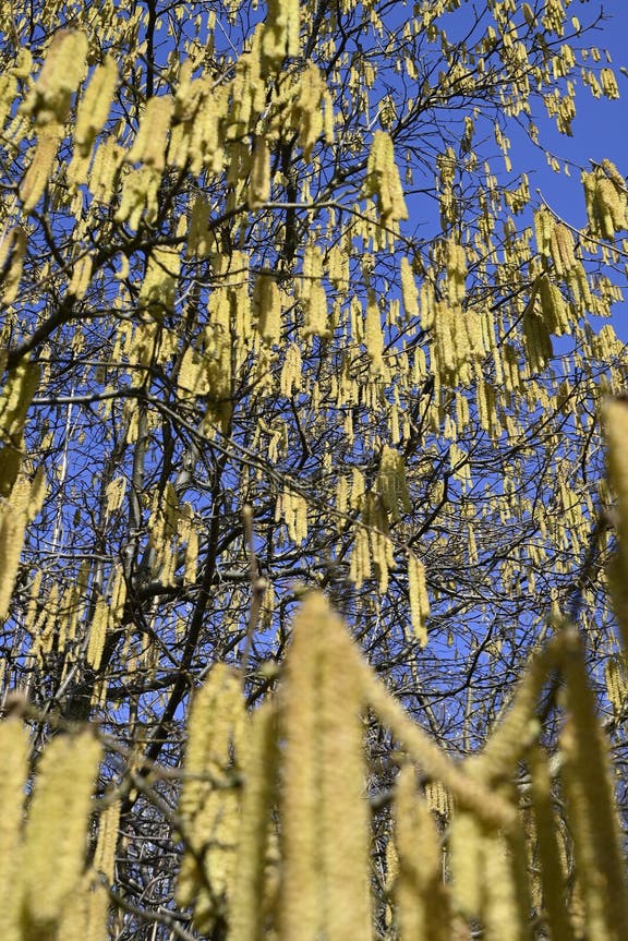Makro of Blooming Hazelnut Tree Stock Photo - Image of detail, flower ...