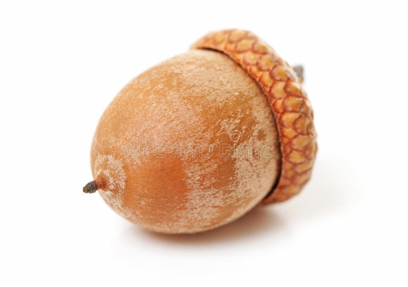 Makro der Eichel stockfoto. Bild von eiche, saisonal - 18779784