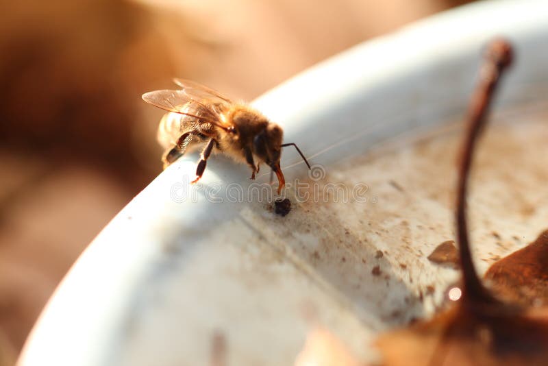 Drinking Bee stock photo. Image of drinking, nectar, closeup - 49854974