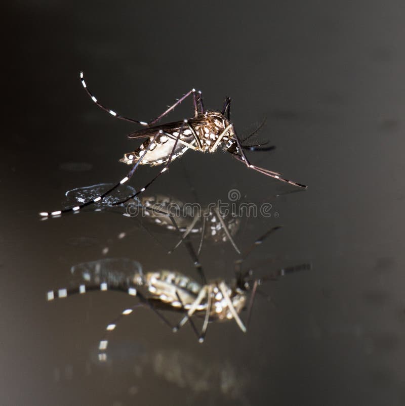Makro eines Moskitos stockbild. Bild von ansteckend - 106593155