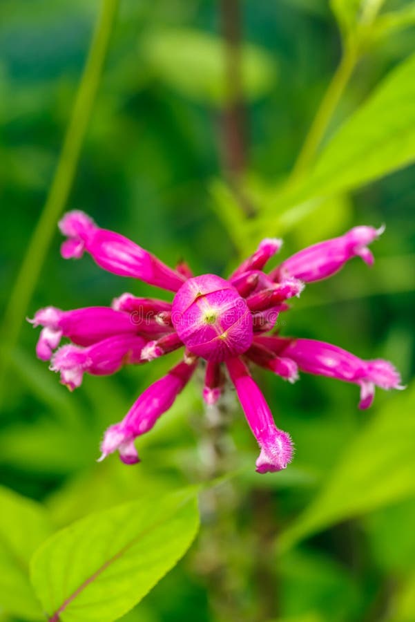Makro Eines Roseleaf-Salbeis, Salvia Involucrata Stockfoto - Bild von ...