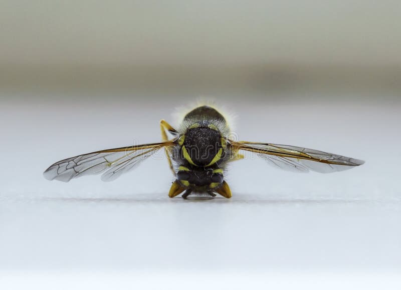 Makro Nah Oben Von Einer Biene Stockfoto - Bild von spinne, nahaufnahme ...
