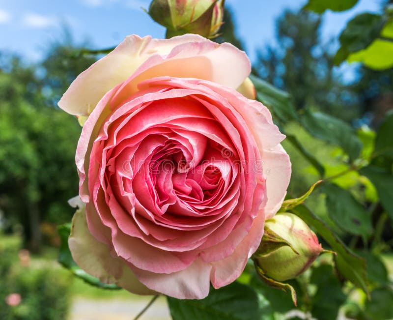 Makro Rose 2 stockfoto. Bild von rosa, blüte, garten - 222321198