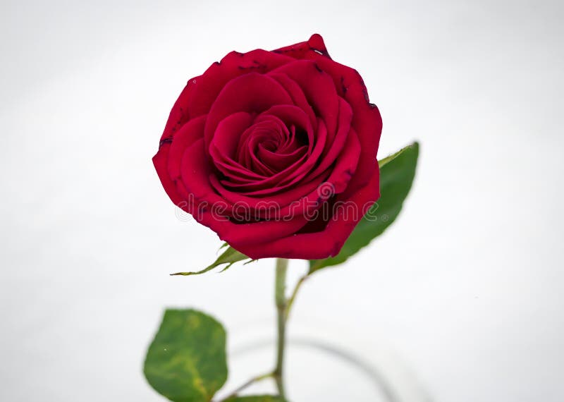 Makro Rote Rose in Snow Von Oben Stockbild - Bild von blumenblätter ...