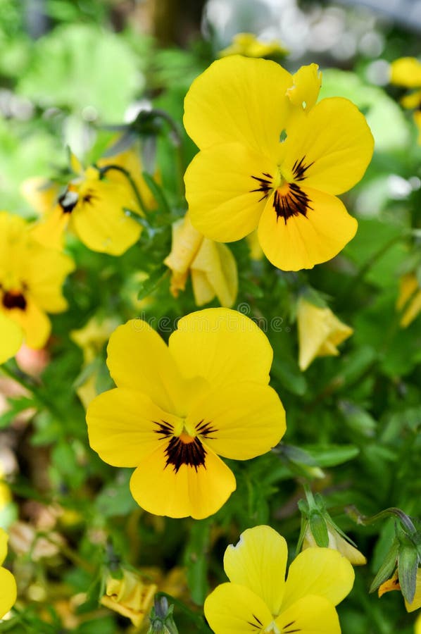 Makro of Some Yellow Flowers in Spring Time Stock Photo - Image of ...