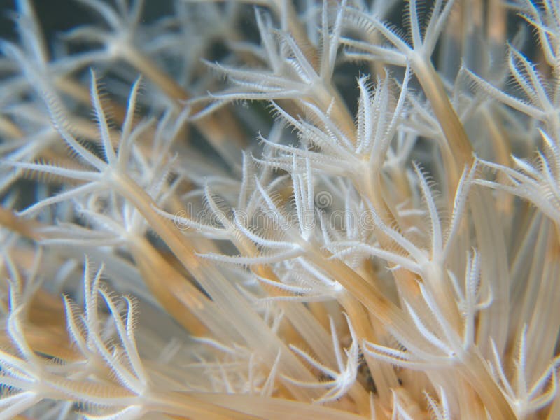 879 Polyper Foton - Gratis och royaltyfria stockfoton från Dreamstime