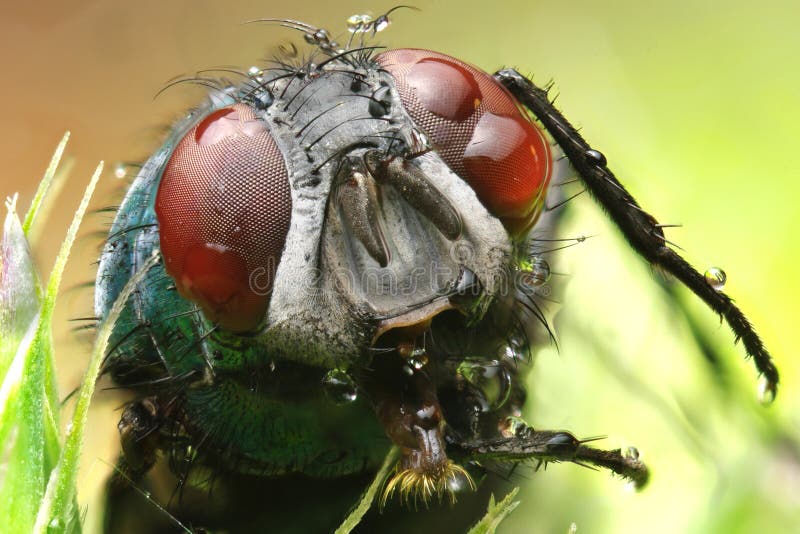 Makrofoto en fluga arkivfoto. Bild av nötkreatur, sammansatt - 28502090