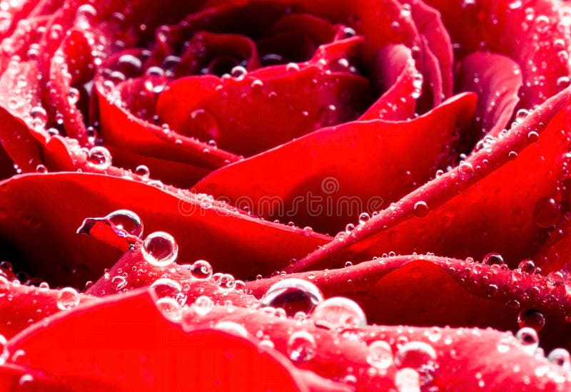 Rote Rose Mit Den Tau-Tropfen Makro Stockfoto - Bild von farbe, frische ...