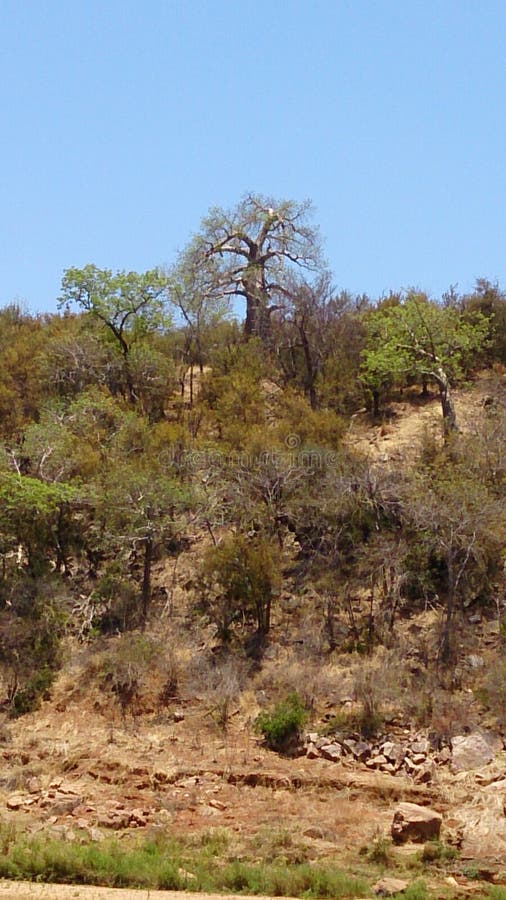 Makuya Park stock image. Image of park, bobab, tree, makuya - 47304405