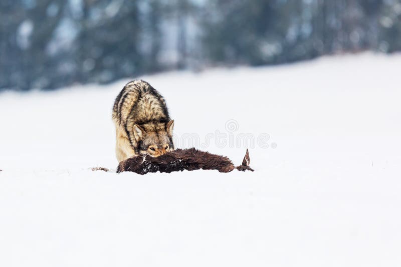 Mal Gray Wolf Canis Lupus Eats a Reindeer Caught in Deep Snow Stock ...