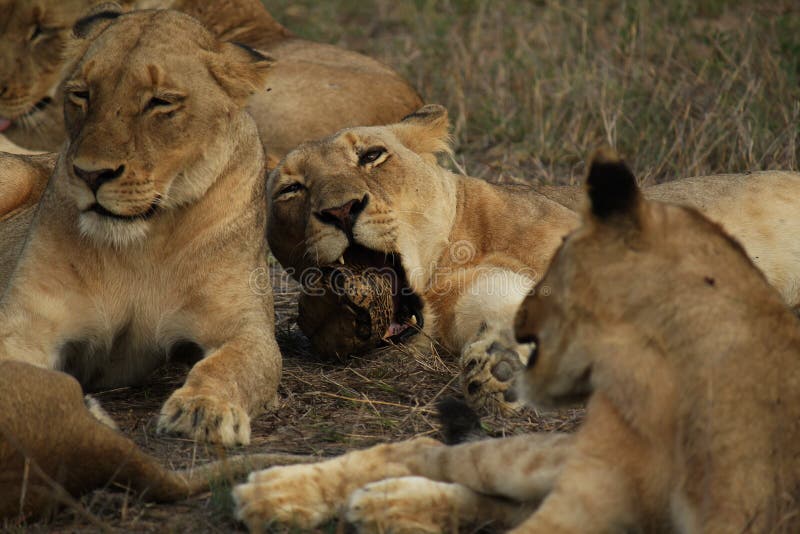 Mala época Para Una Tortuga Imagen de archivo - Imagen de comenzado ...