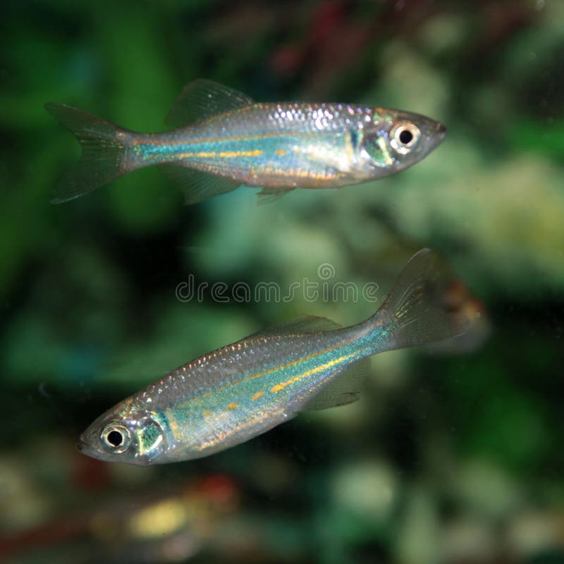 Malabar Danio Akwarium Ryba (Danio Malabaricus) Zdjęcie Stock - Obraz ...