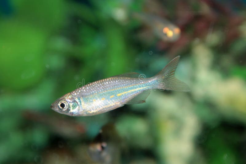 Malabar Danio (Danio Malabaricus) Aquarium Fish Stock Image - Image of ...