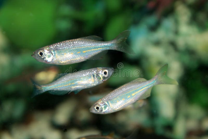 Malabar Danio (Danio Malabaricus) Aquarium Fish Stock Image - Image of ...