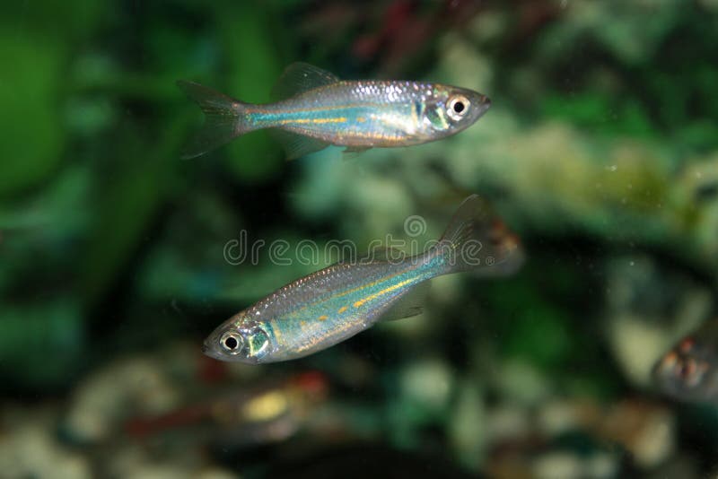 Malabar Danio (Danio Malabaricus) Aquarium Fish Stock Photo - Image of ...