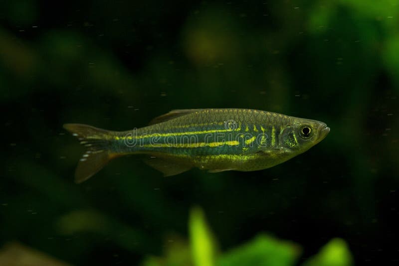 El Malabar Danio Devario Malabaricus Imagen de archivo - Imagen de cubo ...