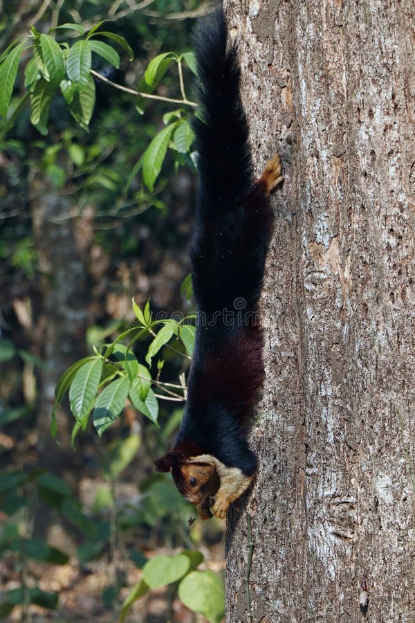 Malabar Giant Purple Wild Squirrel on Tree in Close Up Stock Image ...