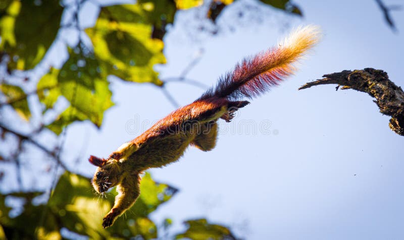 Malabar Giant Squirrel Jump Stock Image - Image of wild, squirrel ...
