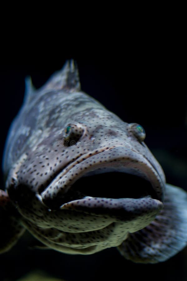 Malabar Grouper Fish, Mouth Open Stock Photo - Image of aquarium ...