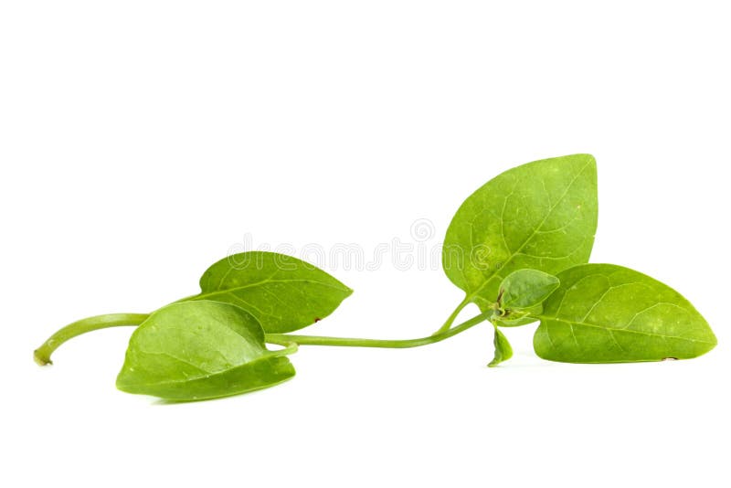 Malabar Nightshade White Background in Studio Stock Image - Image of ...