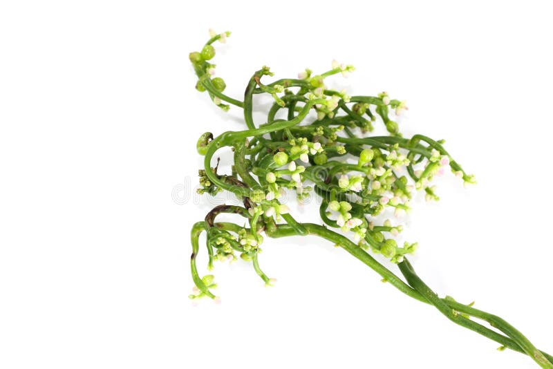Malabar Nightshade White Background in Studio Stock Image - Image of ...