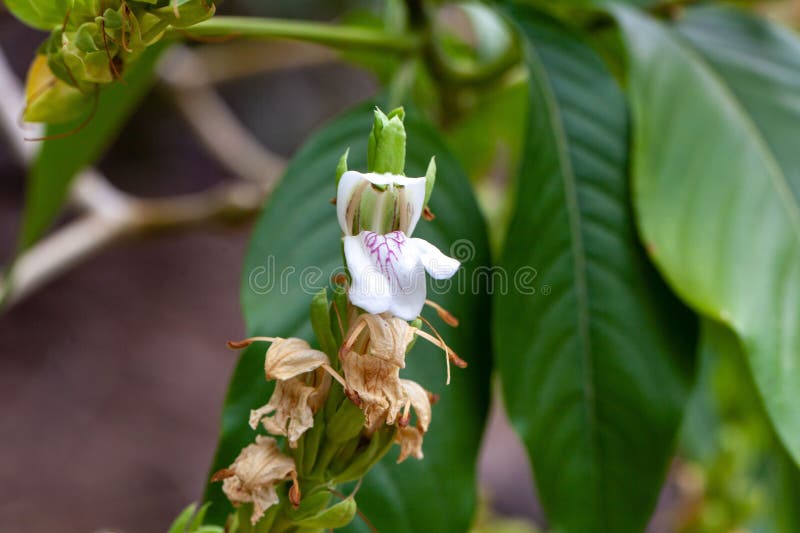 Malabar Nut Flowers, Justicia Adhatoda Stock Photo - Image of tree ...