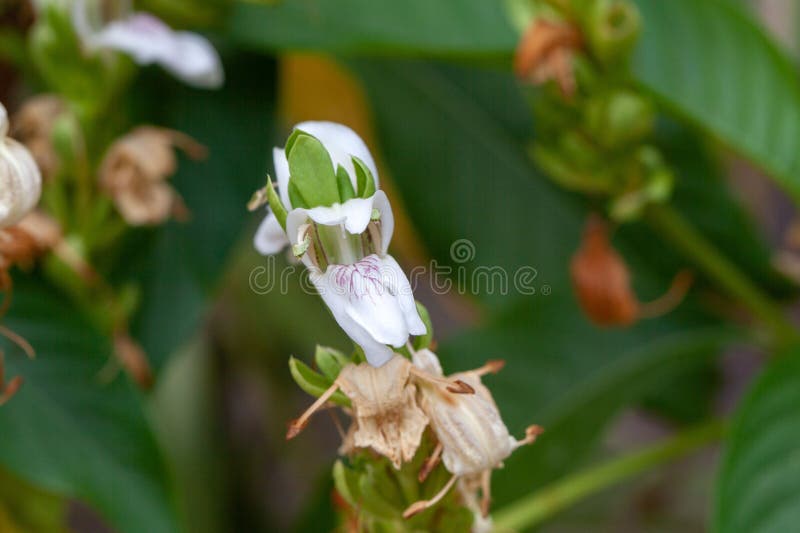 Malabar Nut Flowers, Justicia Adhatoda Stock Image - Image of growth ...