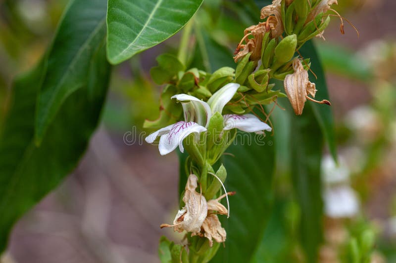 Malabar Nut Flowers, Justicia Adhatoda Stock Photo - Image of tree ...